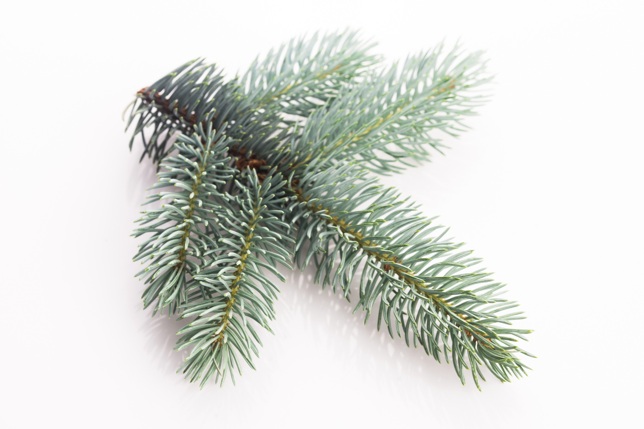 Sortiment – Weihnachtsbäume Moeschlin